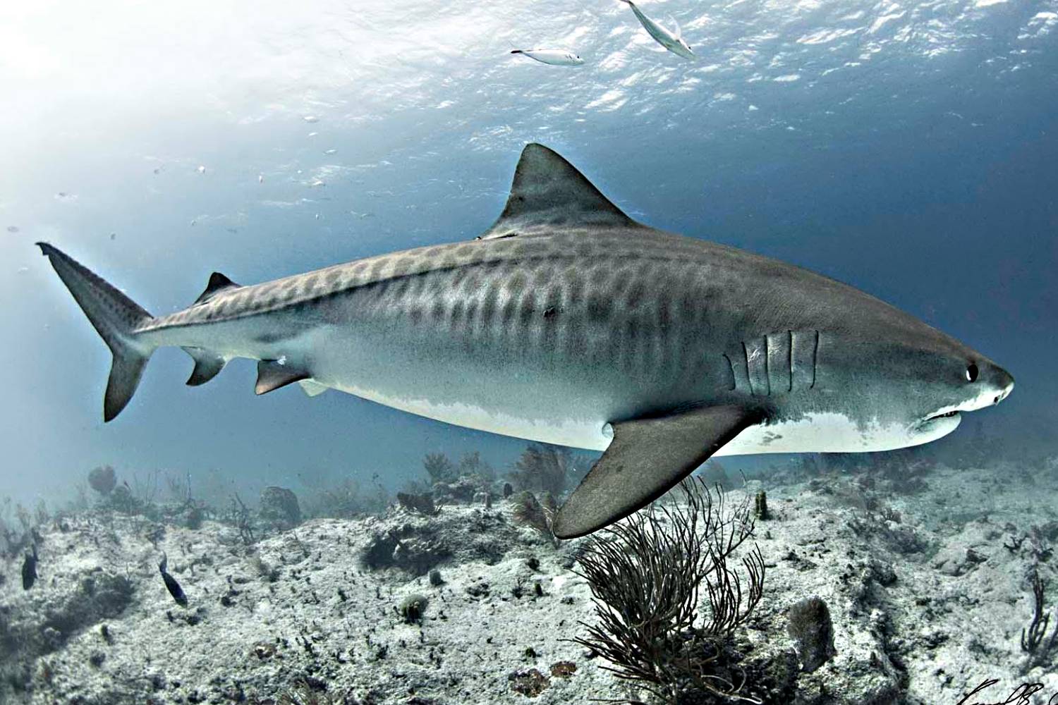 Estudian al tiburón tigre en costas de BCS; su presencia es relevante ...