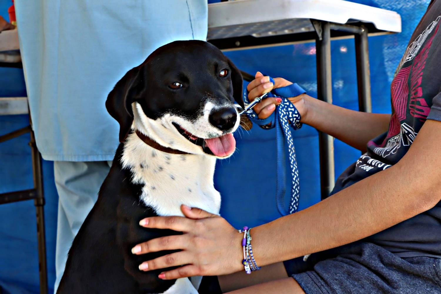 Habrá De 2 A 3 Jornadas De Esterilización Y Vacunación Para Mascotas